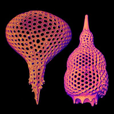 Simple 3D imaging of biogenic silica structures by fluorescent microscopy