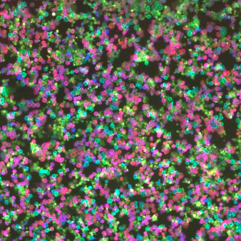 Human Primary T Cells: A Practical Guide
