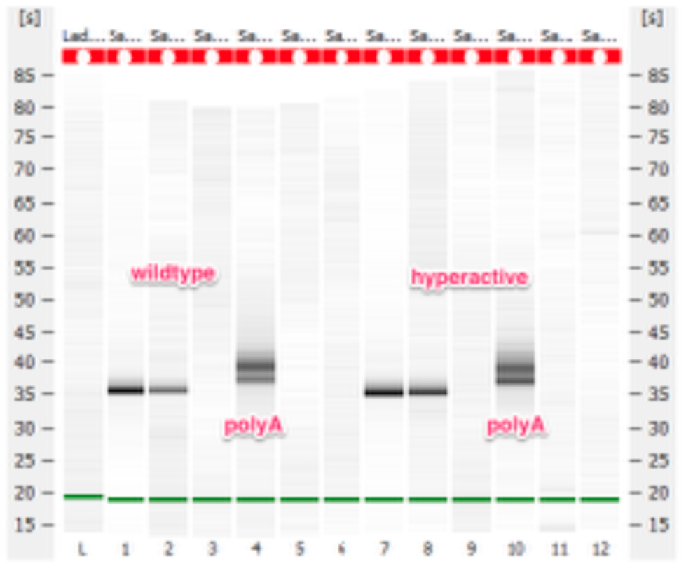 Transposase injection mix protocol