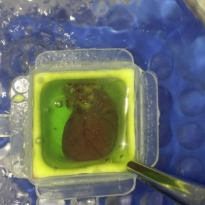 Embedding Rat Heart