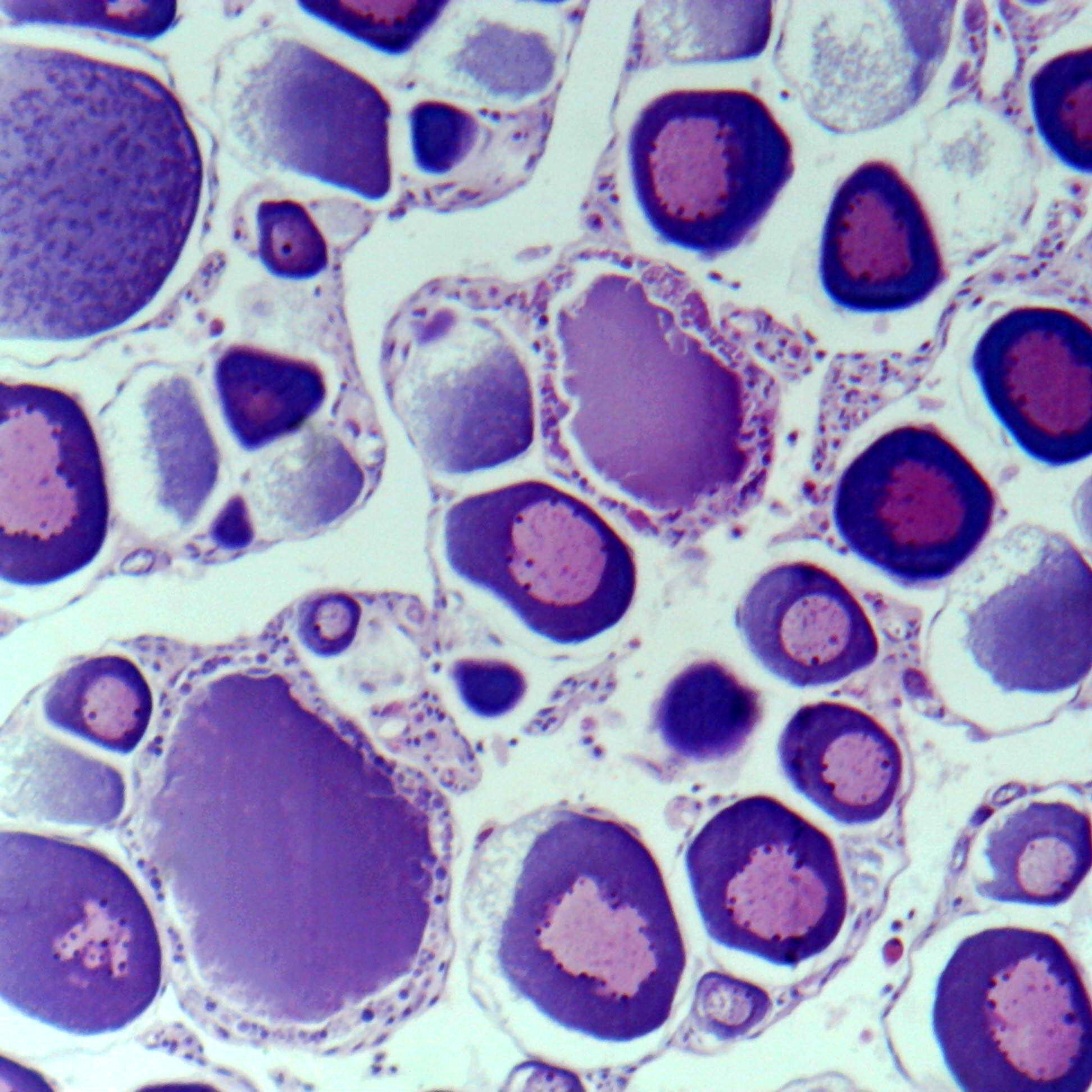 Histological staining of fish gonadal tissue