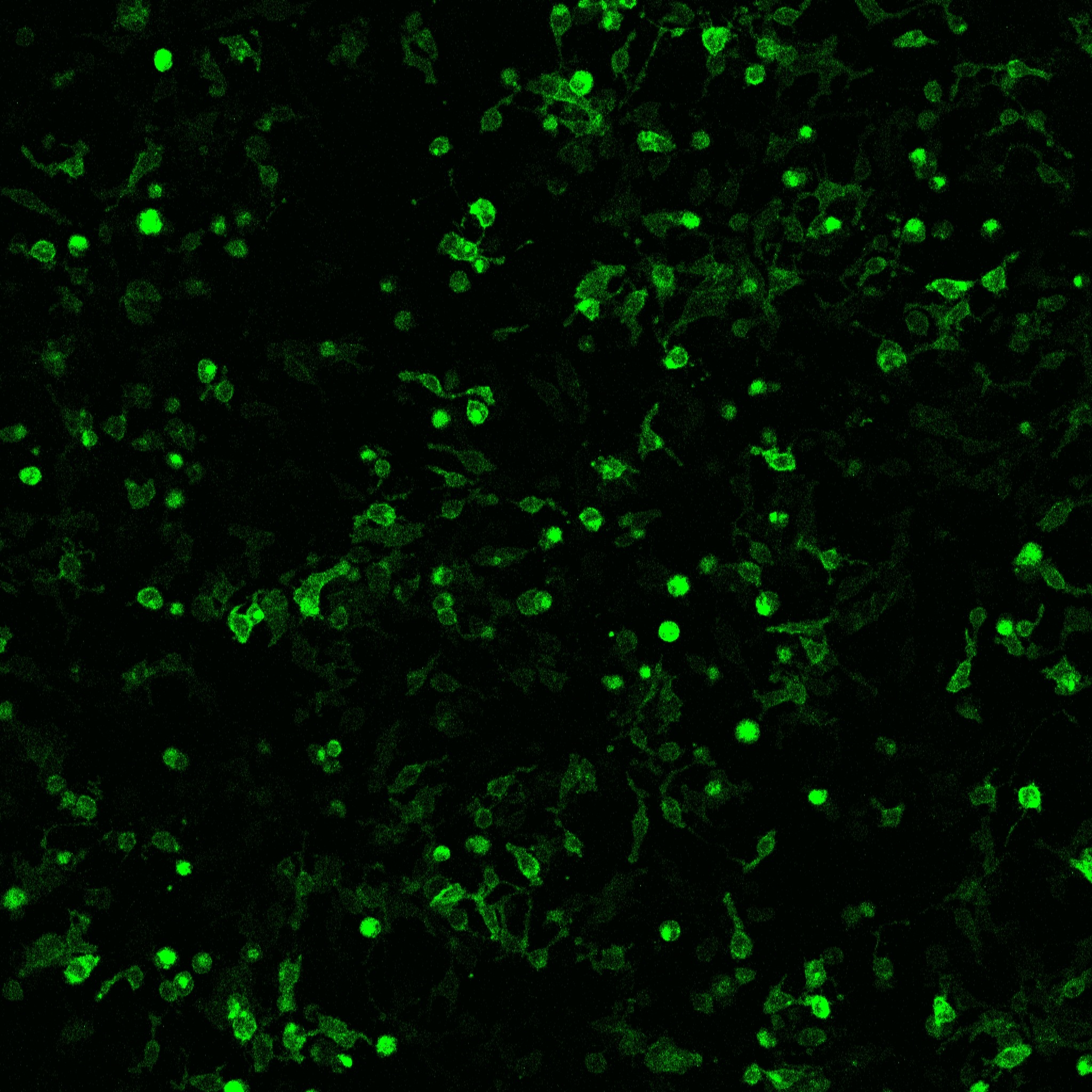 Quantifying Fluorescent Cells in Mammalian Cell Tissue Culture