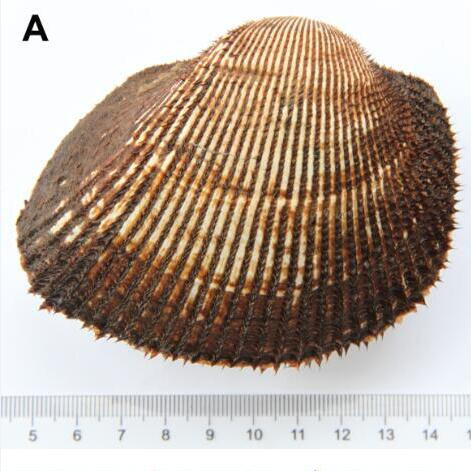 Key protocols for chromosome-level genome assembly of the Scapharca ...