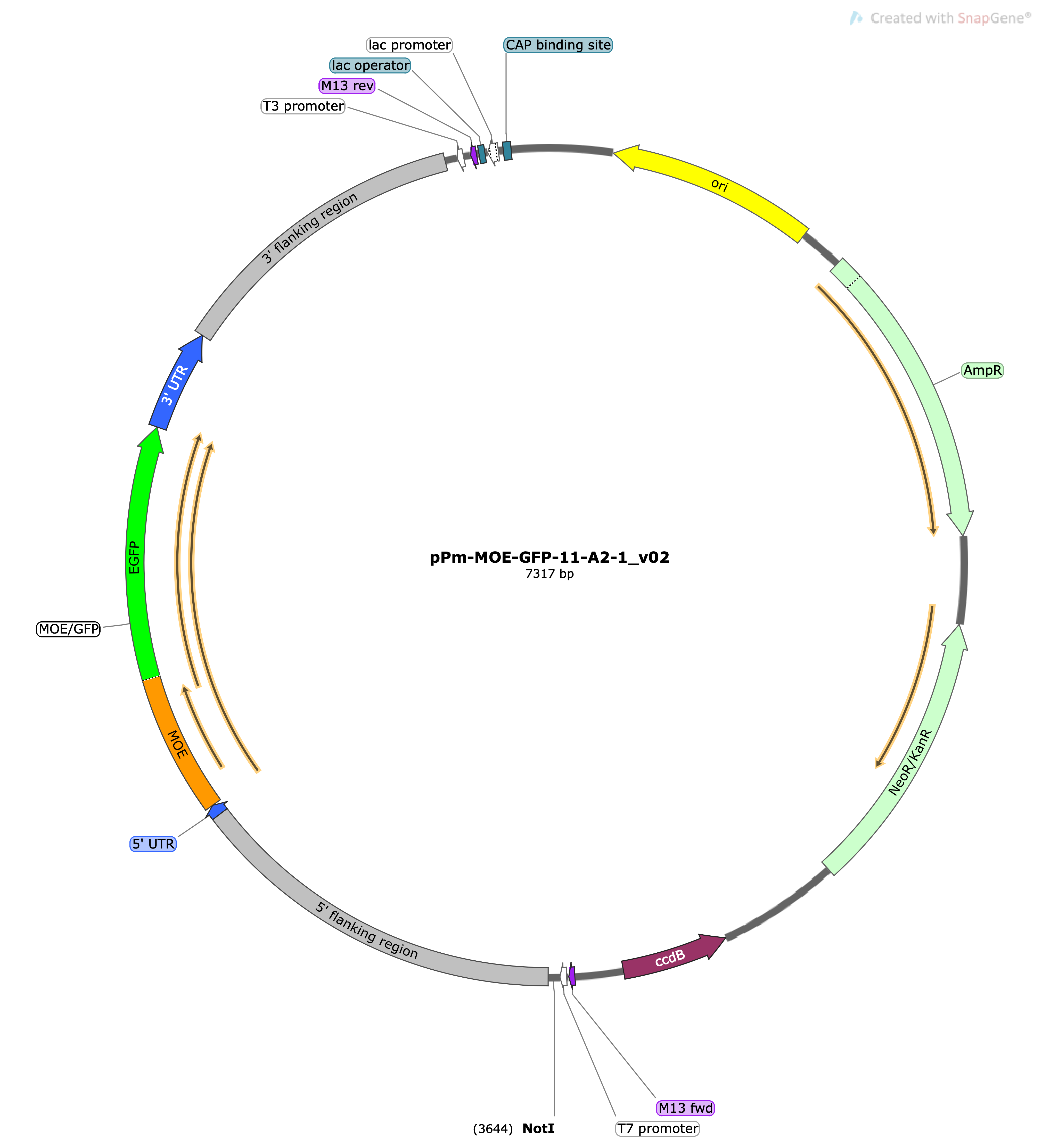 Transfection of Crypthecodinium cohnii using labelled DNA