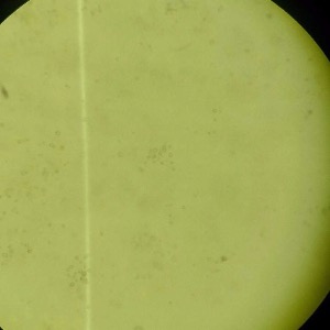 Algal DNA extraction for HMW Nanopore sequencing