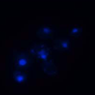 Yeast DAPI Staining