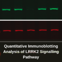 Quantitative Immunoblotting Analysis of LRRK2 Signalling Pathway