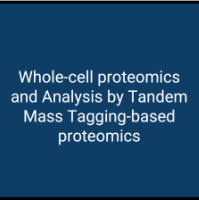 Whole-cell proteomics and Analysis by Tandem Mass Tagging-based proteomics