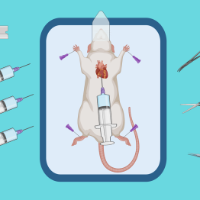 Intracardial perfusion for electrophysiology in rat