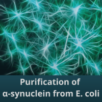 Purification of α-synuclein from E. coli
