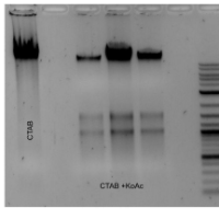 Slime away: a simple CTAB-based high molecular weight DNA and RNA ...