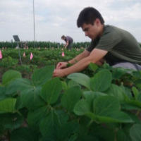 Sampling leaf tissue for analysis of NPQ Relaxation using Technologica ...
