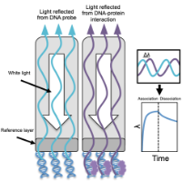 Biolayer Interferometry for DNA-Protein Interactions