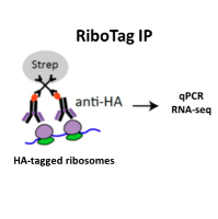 RiboTag Immunoprecipitation
