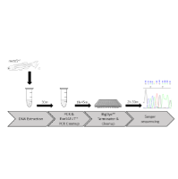 Single-day Zebrafish Genotyping Protocol by Sequencing