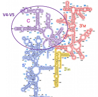 Prokaryotes/Eukaryotes 16S-V4V5 rRNA Metabarcoding PCR protocol for NGS ...
