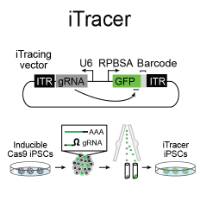 Amplify iTracer Barcode and Scars from 10x cDNA