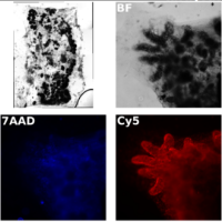 Whole mount immunohistochemistry (WM-IHC)