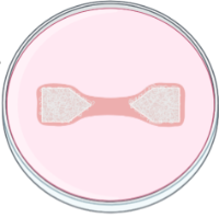 Development of a simple and versatile in vitro method for production ...