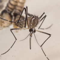 Indoor active search for adult Aedes sp. and Culex sp. mosquitoes