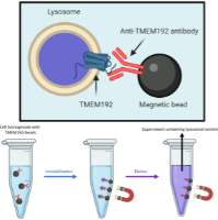Isolation of lysosomes using the Tagless LysoIP method in PBMCs