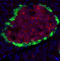 RNA in situ hybridization on pancreatic sections using RNAscope® technology