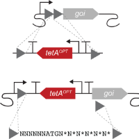 Tuning the expression levels of native genes