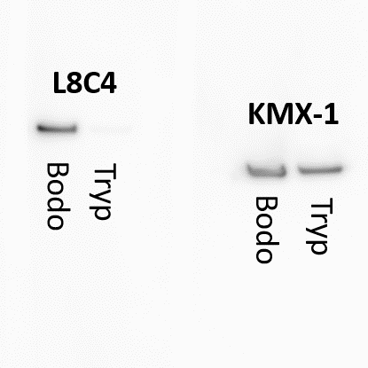 Protein extraction, quantification, and western blot for Bodo saltans