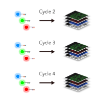 CODEX® Multiplexed Imaging | Microscope Setup and Tissue Imaging