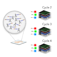 CODEX® Multiplexed Imaging | Modality Overview