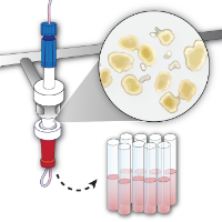Mouse Islet Perifusion (3-stimuli protocol)