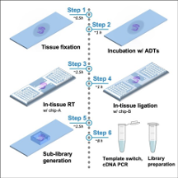 Spatial Multi-omics Sequencing for Fixed Tissue via DBiT-seq