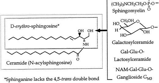 CD Bioparticles Expands Lipid System Portfolio by the Launch of Sphingolipids