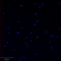 Nuclei isolation from human CNS samples using NUC201 isolation kit from ...