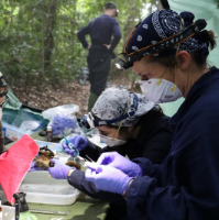 Handling and Sampling Small Nonhuman Primates - ISL Peru