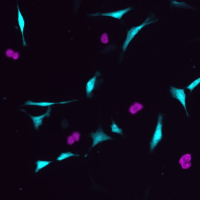 Light-Seq Cell Barcoding
