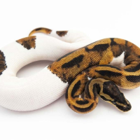 DNA - Ball Python DNA Extraction from sheds