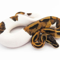 DNA - Ball Python DNA Amplification with TFEC primers