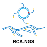 RCA-NGS for RNA viruses with ONT V14 chemistry