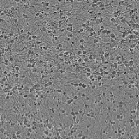 iNDI Transcription Factor-NGN2 differentiation of human iPSC into ...