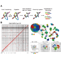 single-cell Micro-C protocol