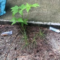 CARD COUNT AND VIAL DEPLOYMENT/RETRIEVAL PROTOCOL