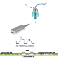 Sequencing fungal and bacterial metabarcodes with native barcoding and ...