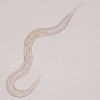 Whole genome amplification and long read sequencing using ONT