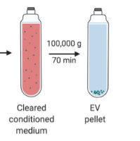 Isolation of EVs by ultracentrifugation