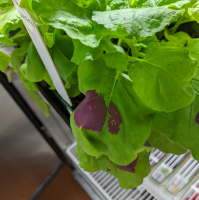 Spectrophotometric Quantification of Betacyanins in Plant Tissue ...