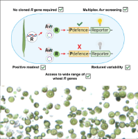 Wheat Protoplast Preparation and Transformation