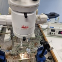 Fast-scan cyclic voltammetry to assess dopamine release in ex vivo ...