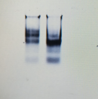 Efficient insect DNA extraction protocol.