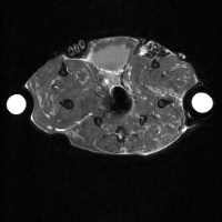 MR imaging of the mouse hindlimb musculature (T2 weighted and T2 map)
